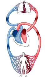 science: Circulatory System